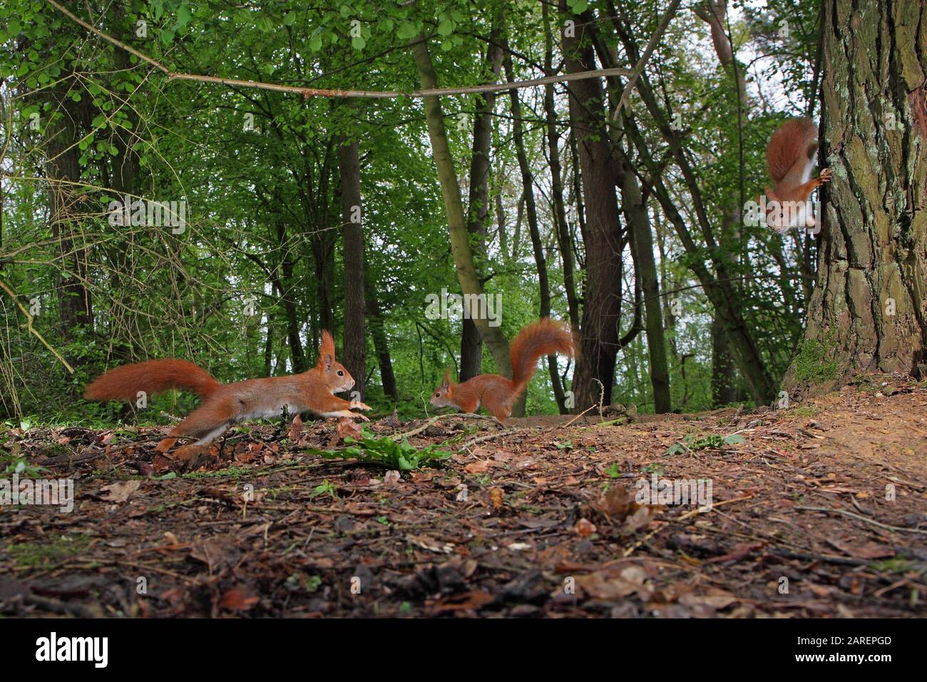 Digital composing, Three Eurasian red squirrels (Sciurus vulgaris) in ...