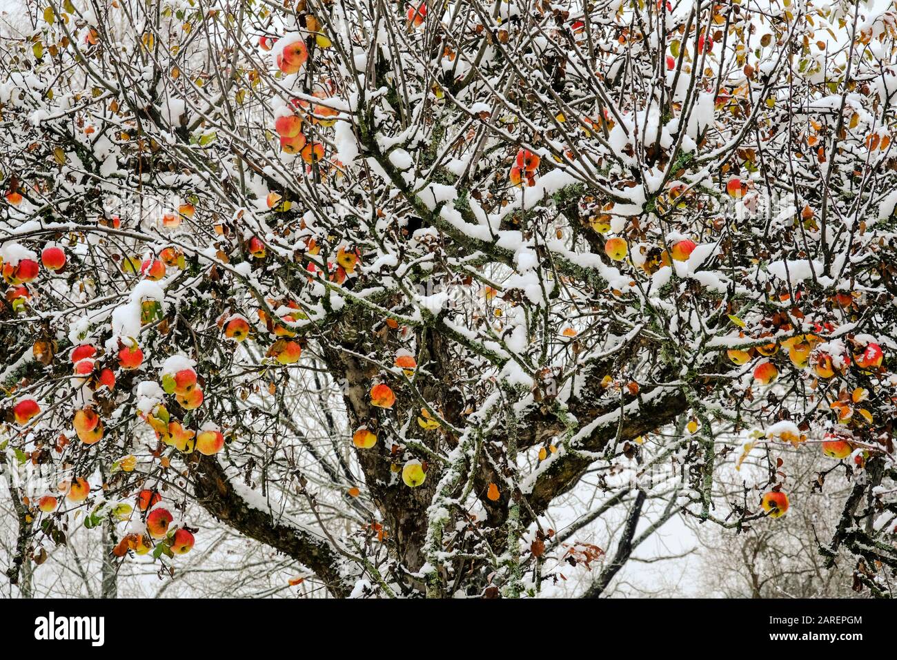 Snowy apple tree malus with red apples hi-res stock photography and ...