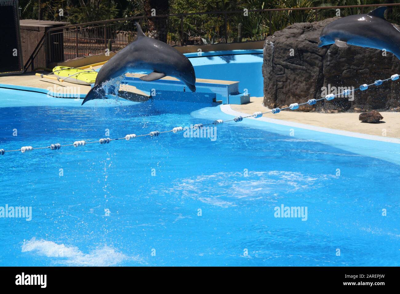 Delphin hi-res stock photography and images - Alamy
