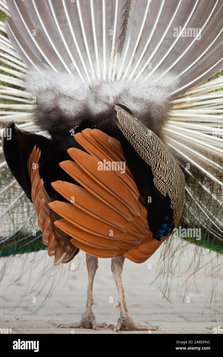 Cartwheel display hi-res stock photography and images - Alamy