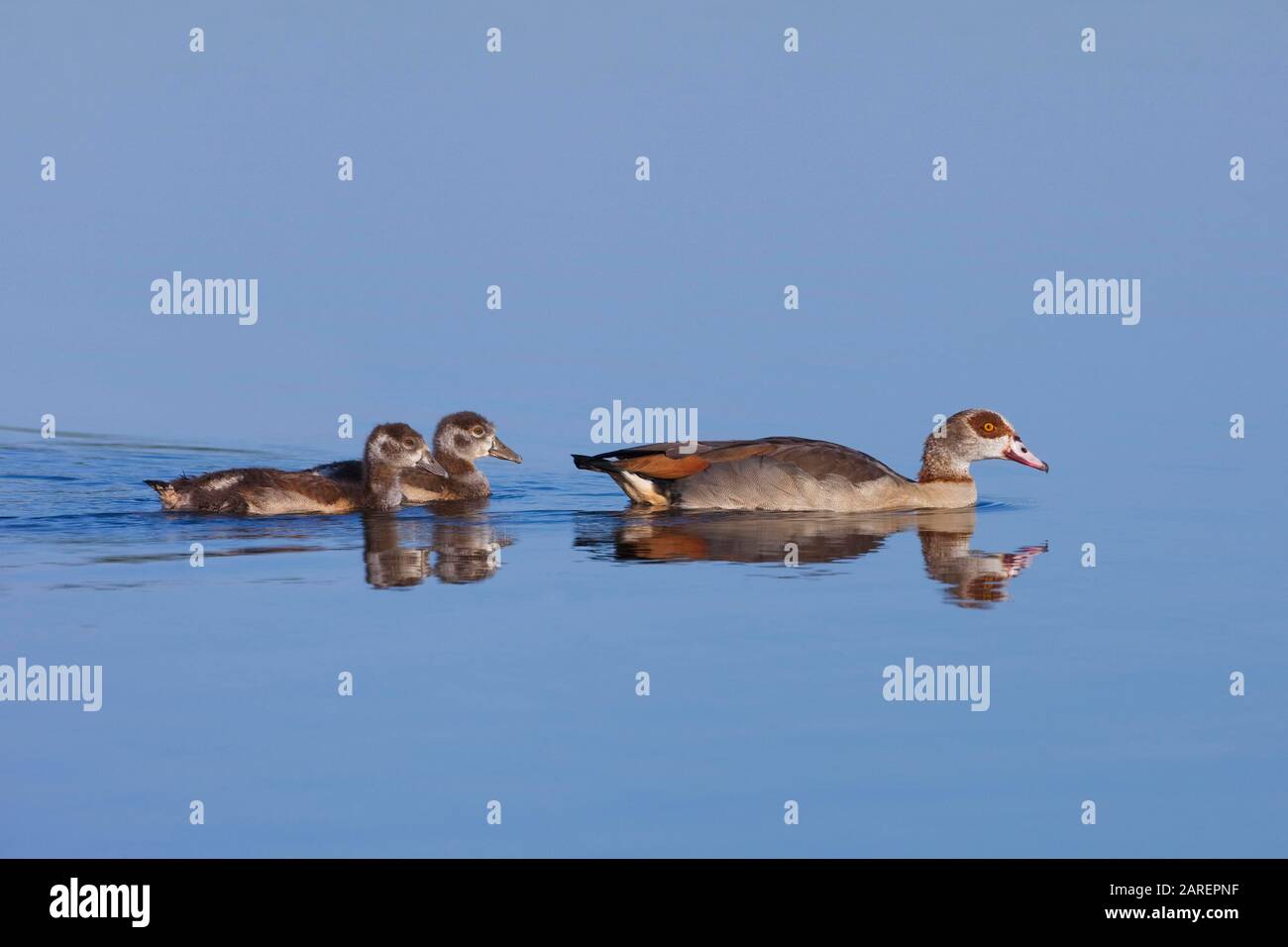 Egyptian geese (Alopochen aegyptiaca), mother animal with young animals ...