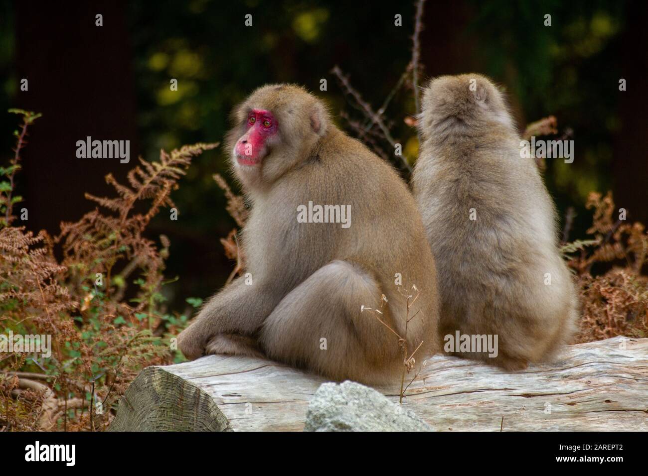 Japanese macaques grooming in Kinkasan Island, Miyagi Prefecture, Japan ...