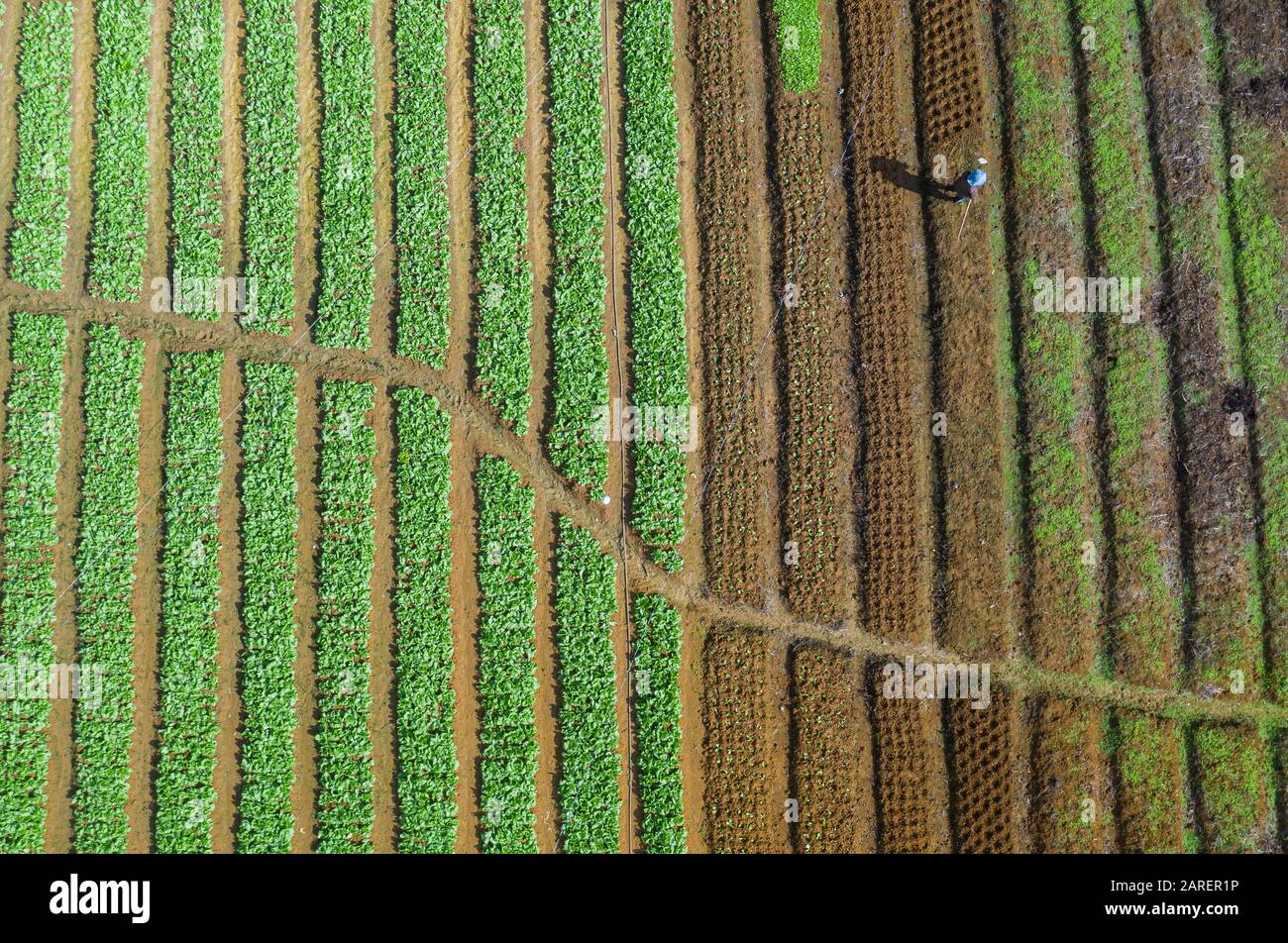 An overhead aerial view of a farmer weeding in a lettuce field located ...