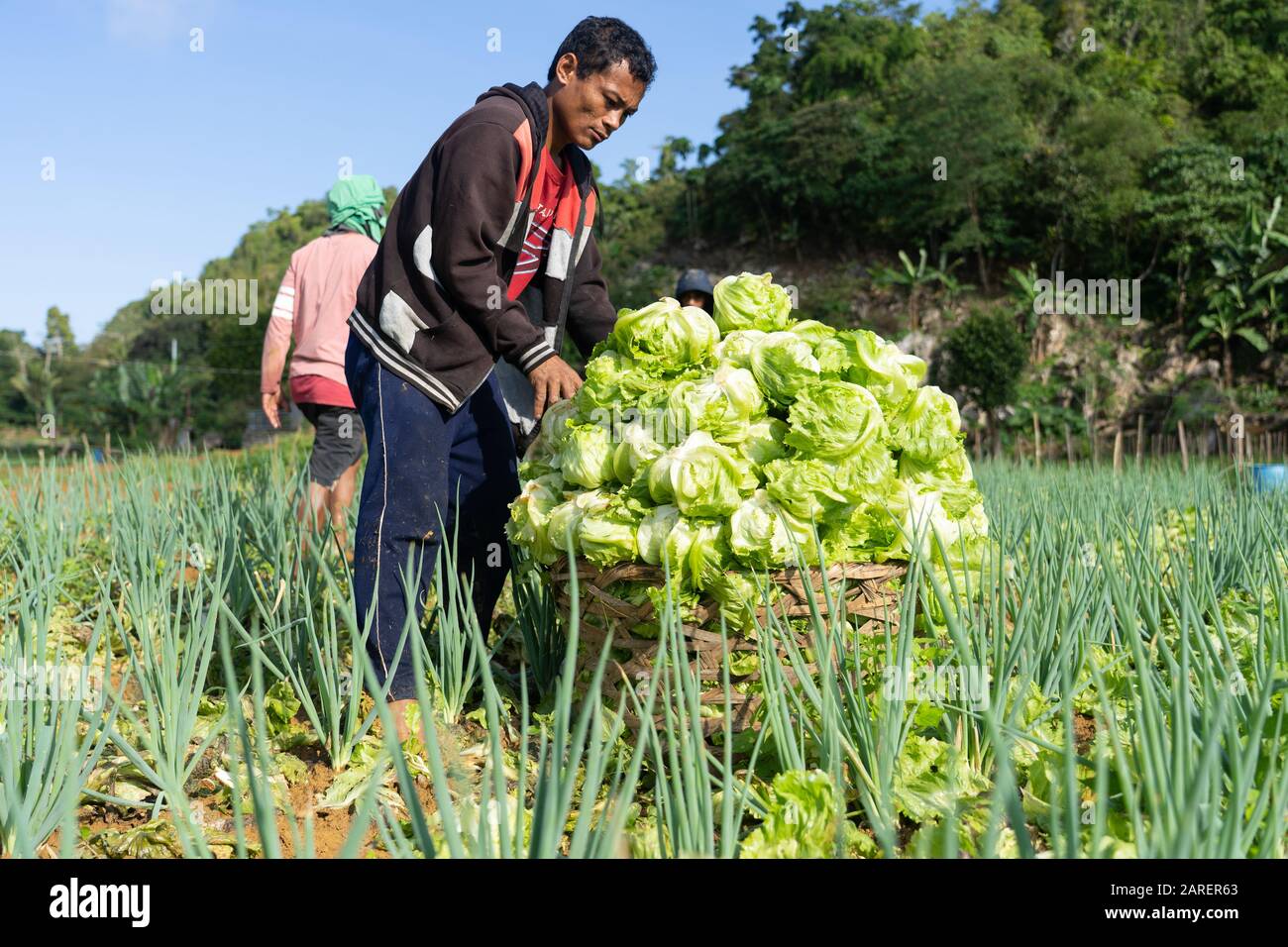Filipino Farming