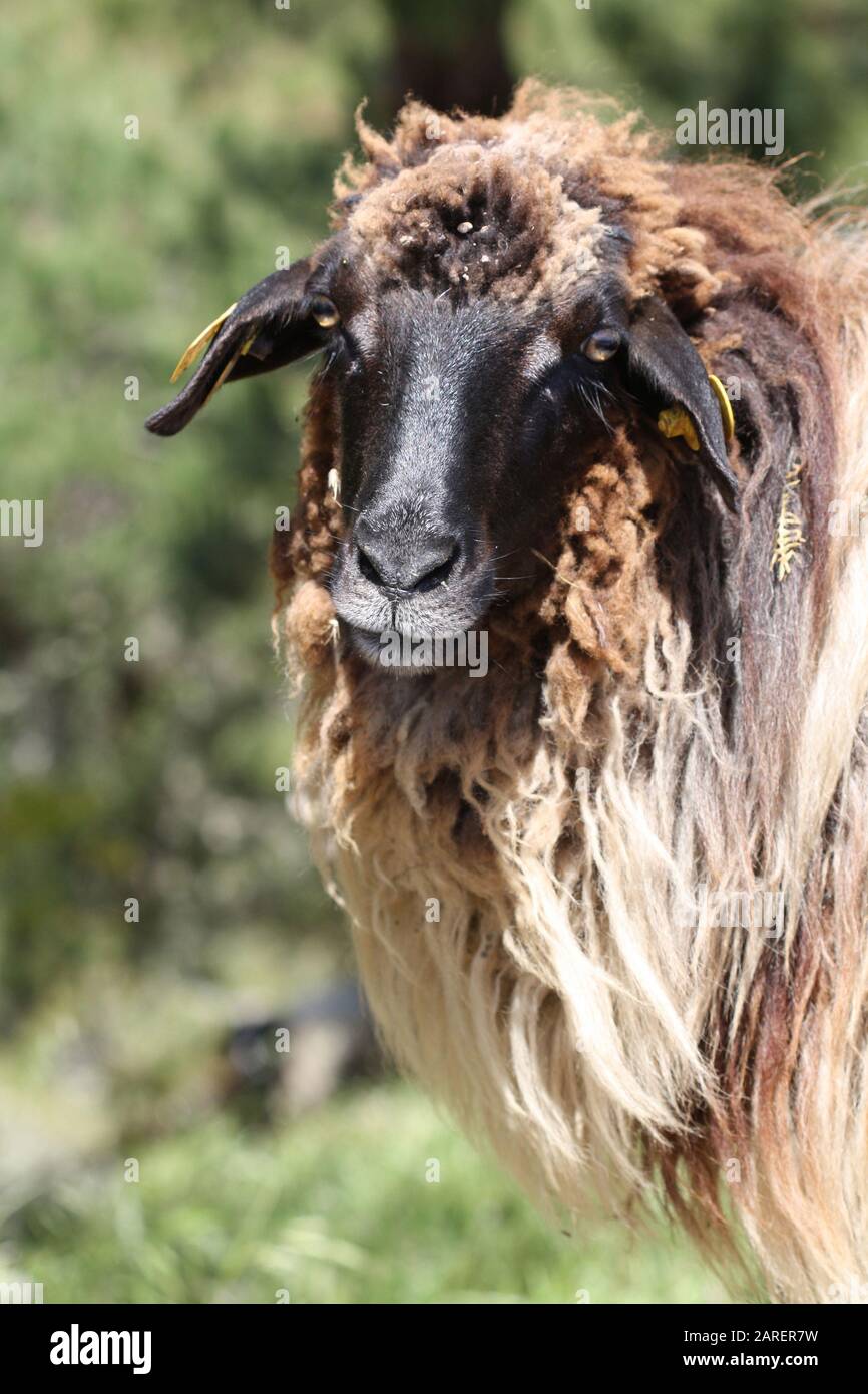 Schafbock hi-res stock photography and images - Alamy