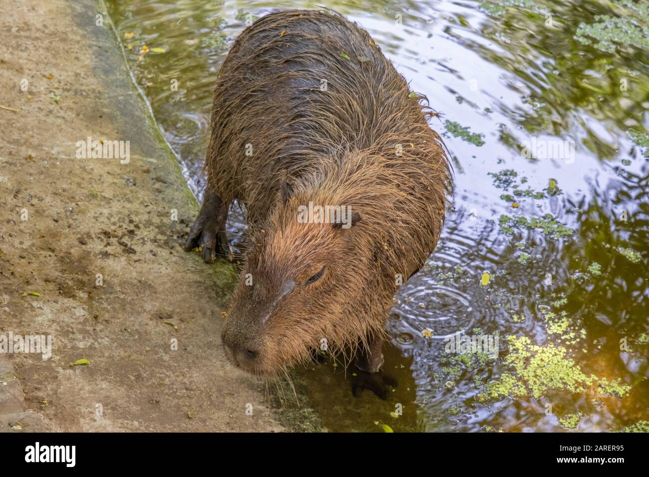 Chiguire venezuela hi-res stock photography and images - Alamy