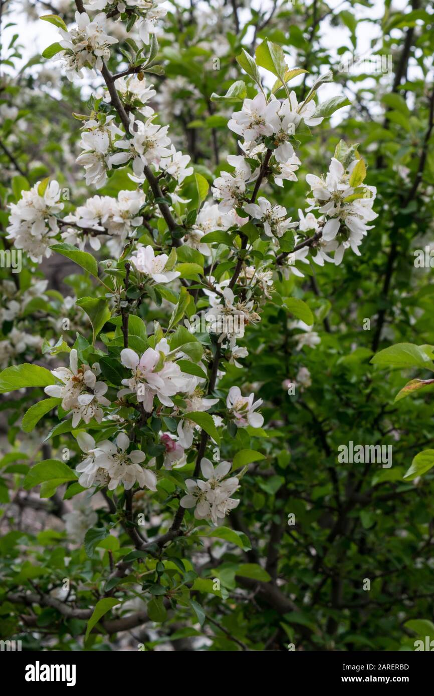 Golab hi-res stock photography and images - Alamy