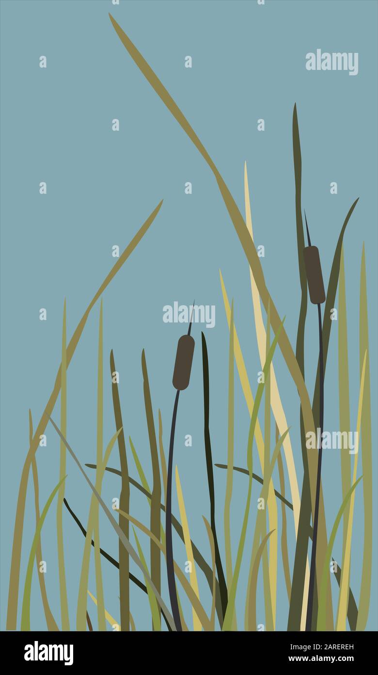 Bush of Swamp Reed on a Lake. vector Illustration Stock Vector Image ...