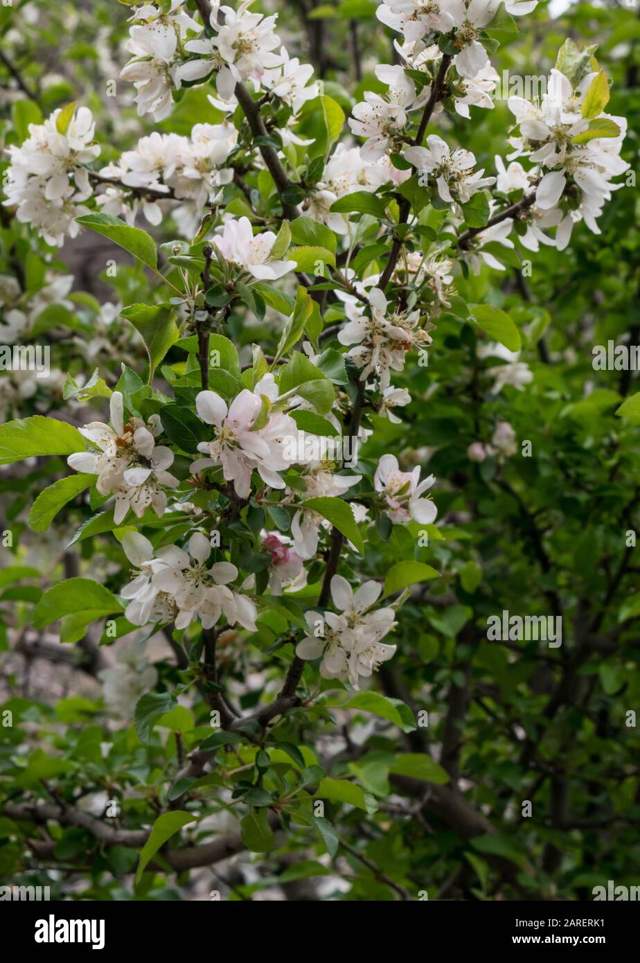 tree in full bloom with green leaves and big blooms, golab darreh ...