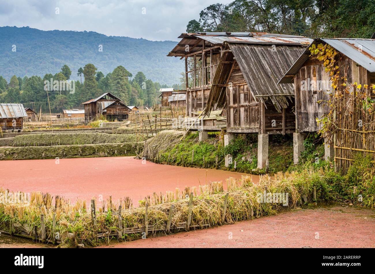 Traditional village Hong of the Apatani tribe in the hills of Ziro area ...