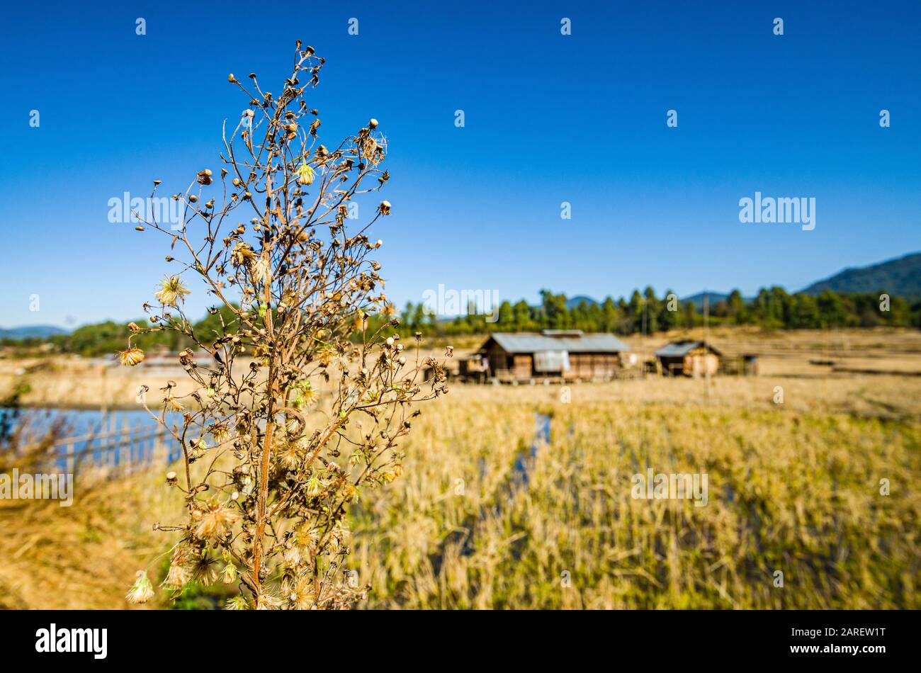 Typical rice fields and village structure of the Apatani tribe Stock ...