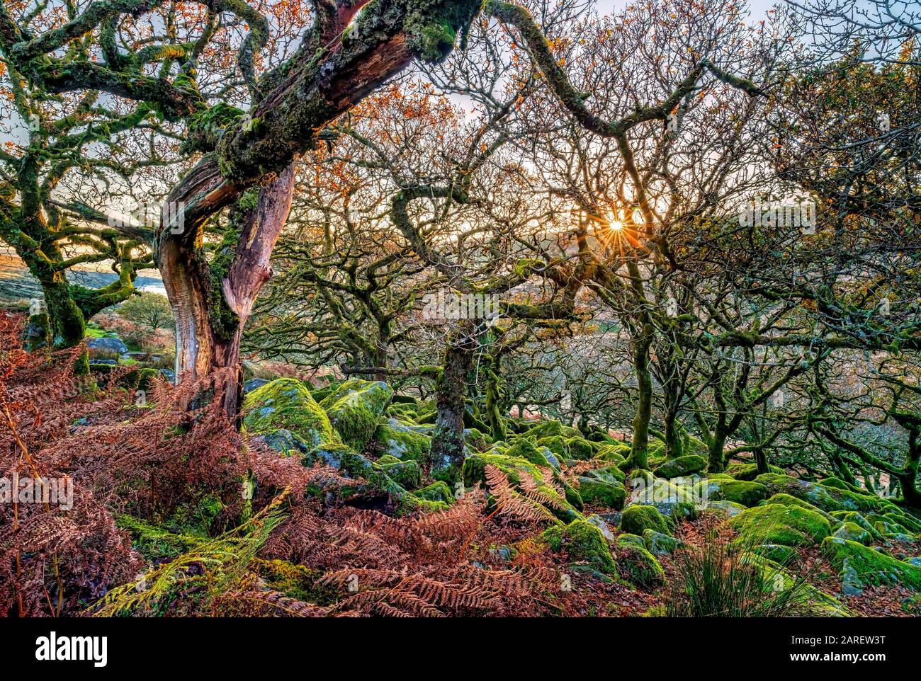 The Ancient woodland of Wistmans Wood on the banks of the West Dark ...