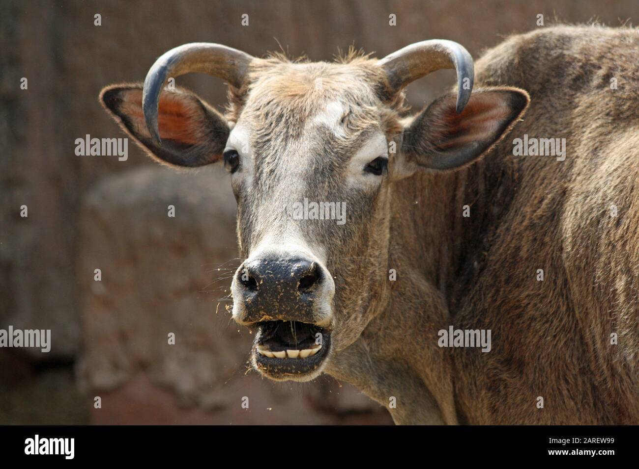 Zebu rind hi-res stock photography and images - Alamy