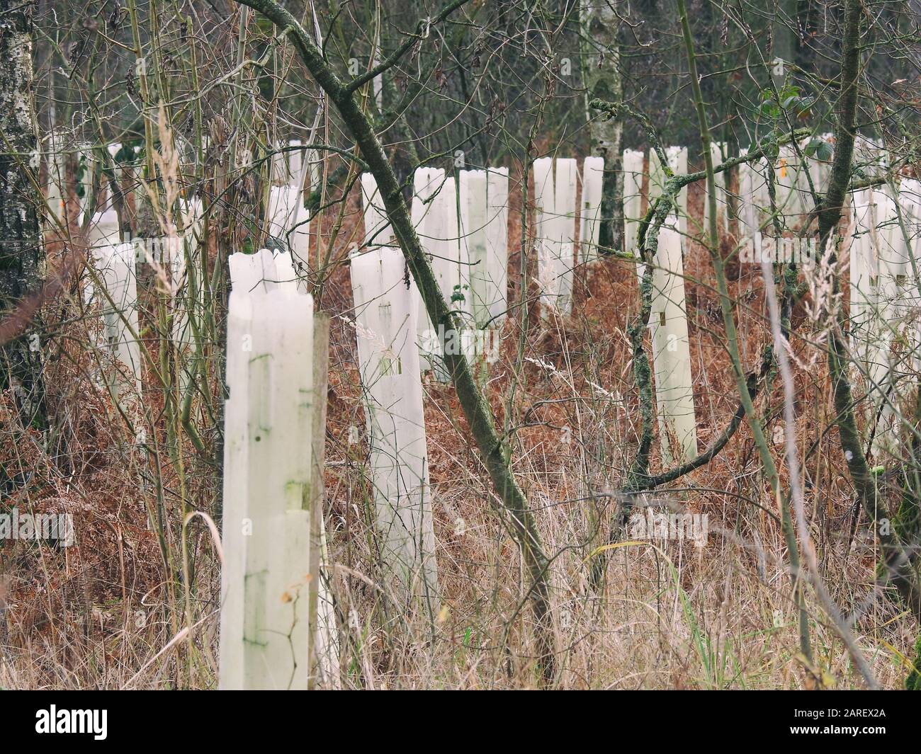 Adolescents young trees with protection covers in the forest Stock ...