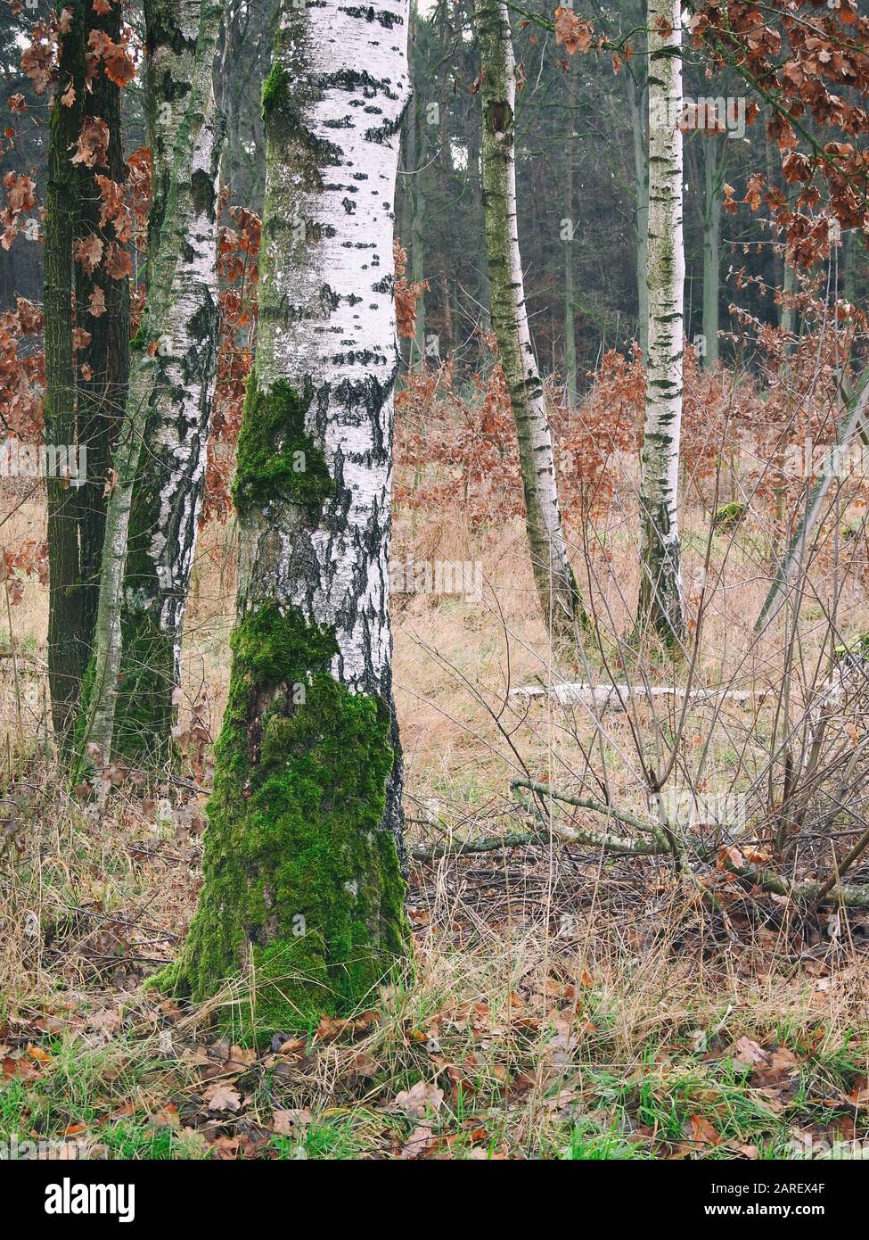 Birch trees in the forest Stock Photo - Alamy