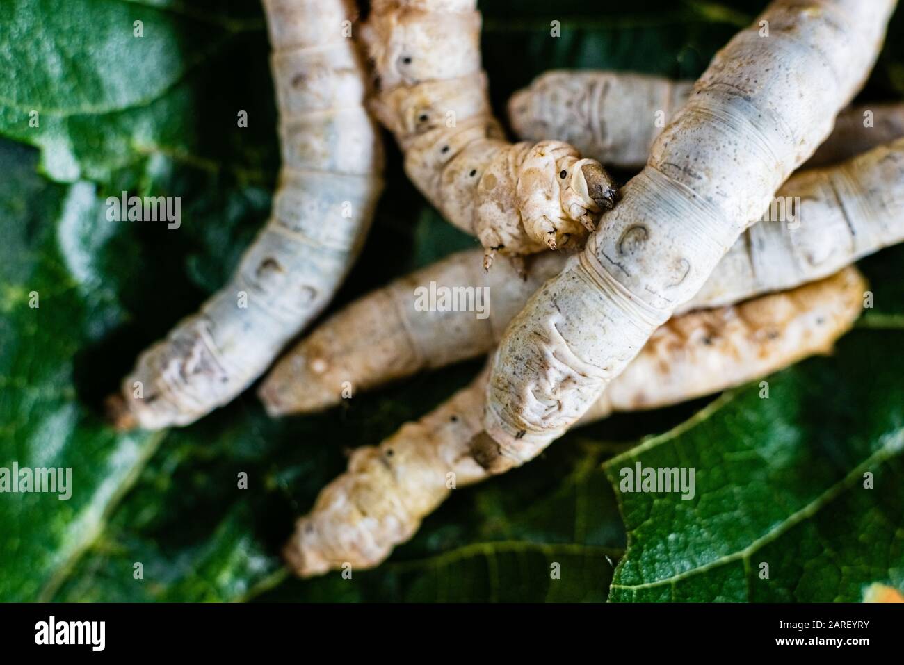Mulberry tree silk worms hi-res stock photography and images - Alamy