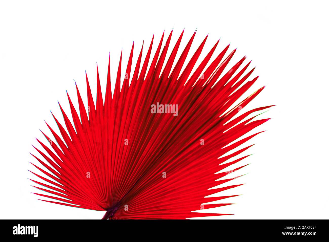 Bloody Red Fern on white background. Natural textures and patterns of ...