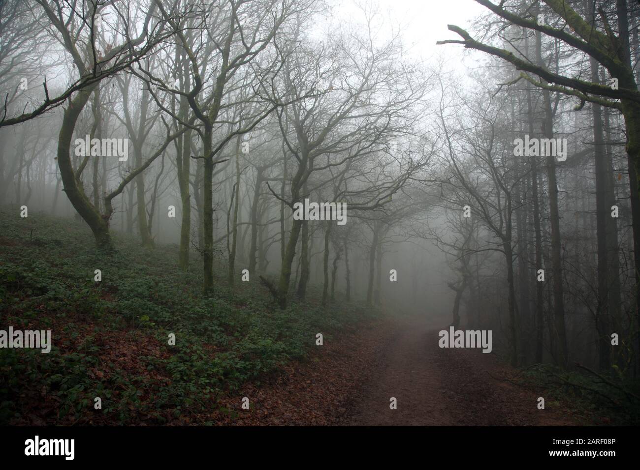 Footpath in the mist on the Clent hills, Worcestershire, England, UK ...