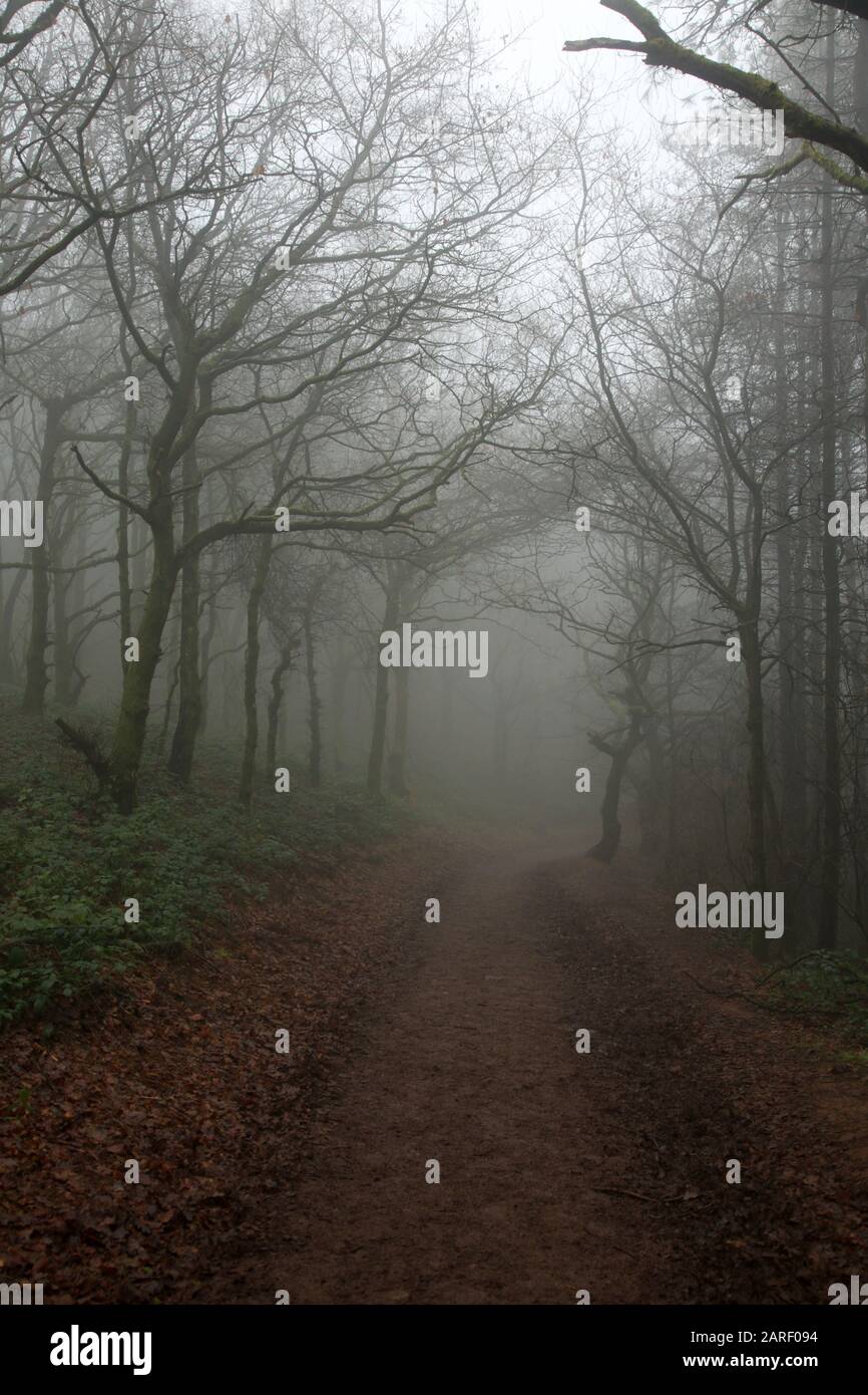 Footpath in the mist on the Clent hills, Worcestershire, England, UK ...