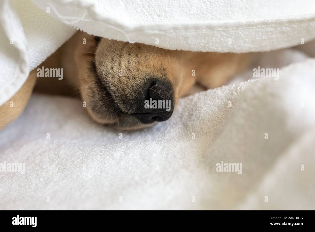 Puppy nose hi-res stock photography and images - Alamy