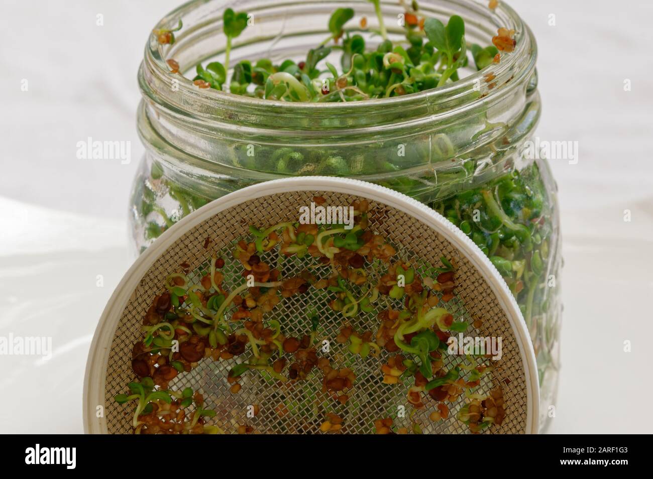 The top of a sprouting jar has sprouts in the mesh Stock Photo - Alamy