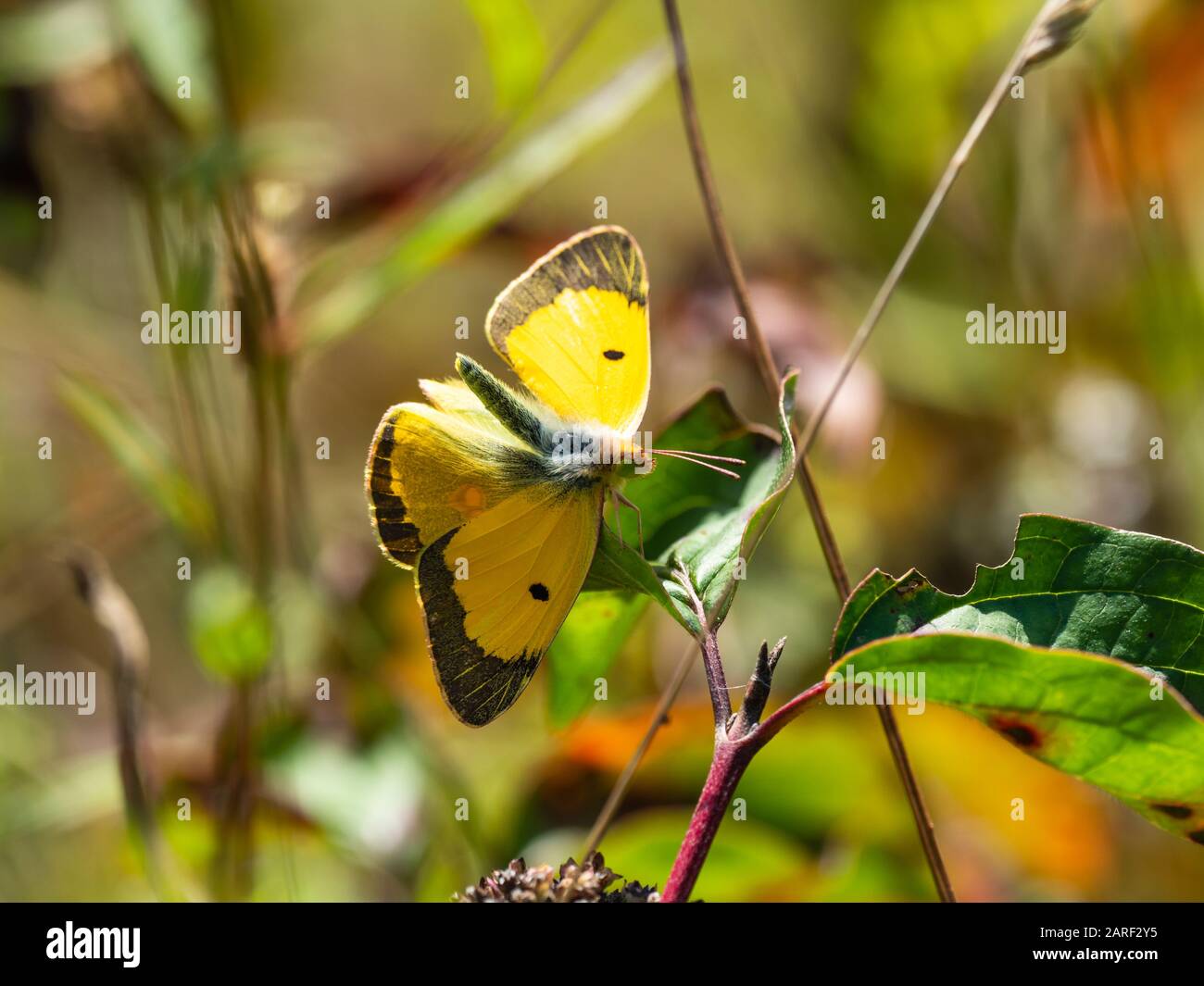 Clouded Yellow butterfly Colias croceus, wings open Stock Photo - Alamy