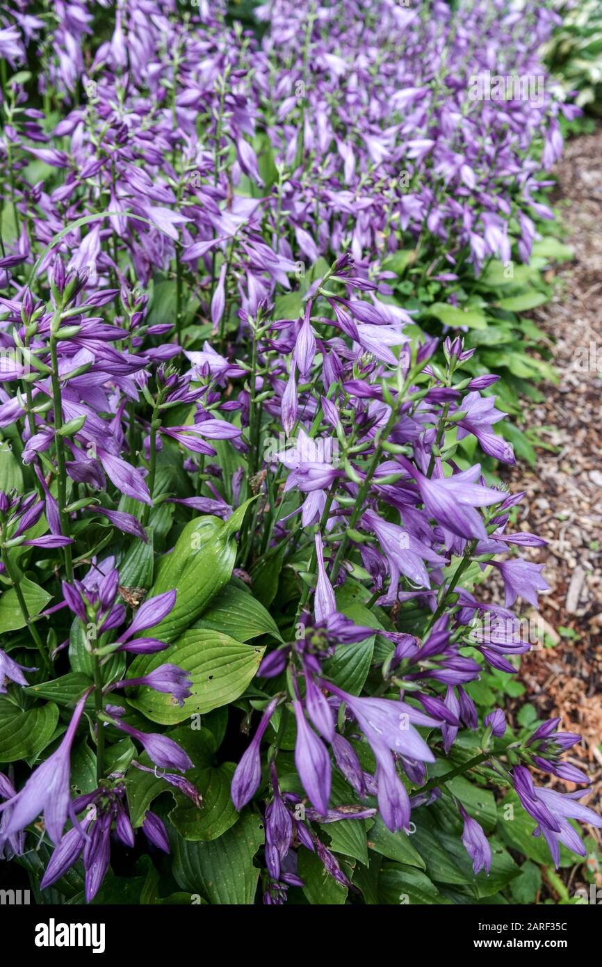 Blue Hosta flowers 'Betsy King' Hosta garden border plant in bed Stock ...