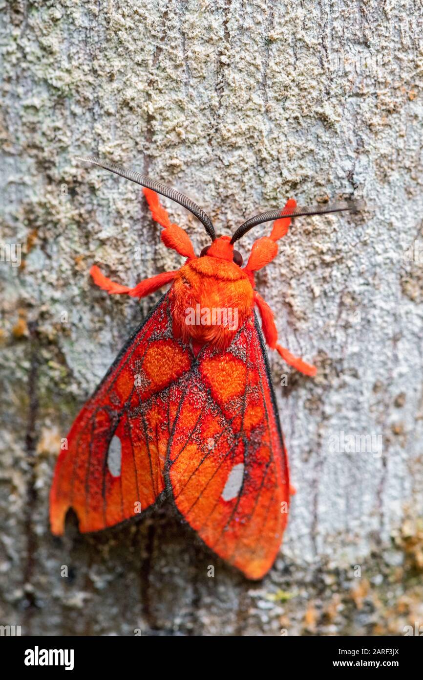 Tiger moth - Ernassa justina, beautiful red moth from South America ...
