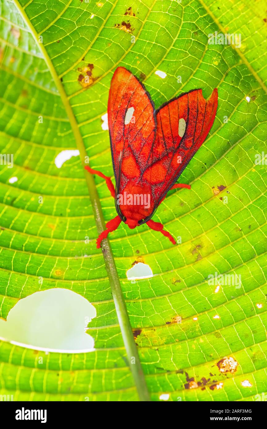 Tiger moth - Ernassa justina, beautiful red moth from South America ...