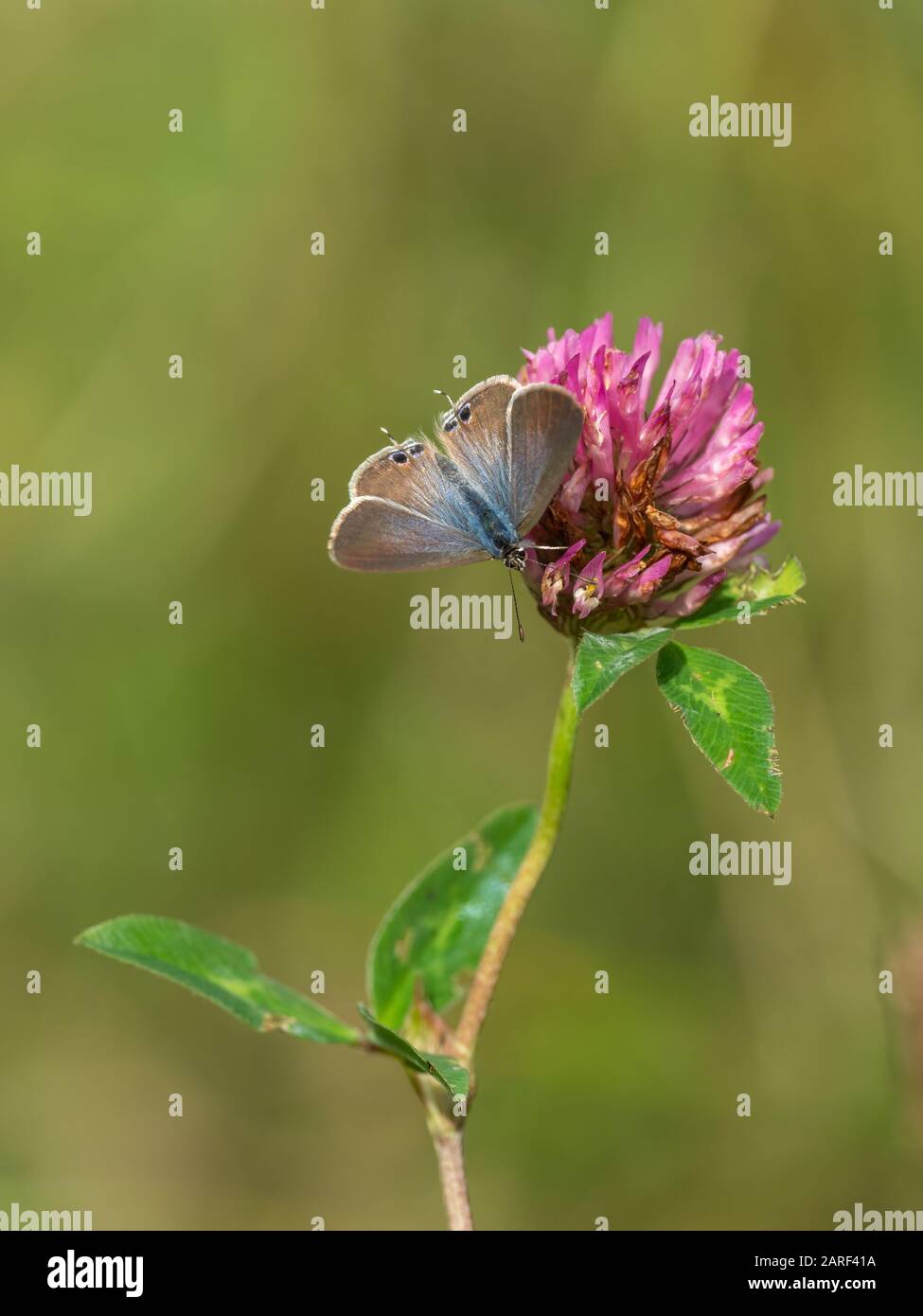 Long-tailed Blue Butterfly on Clover Stock Photo - Alamy