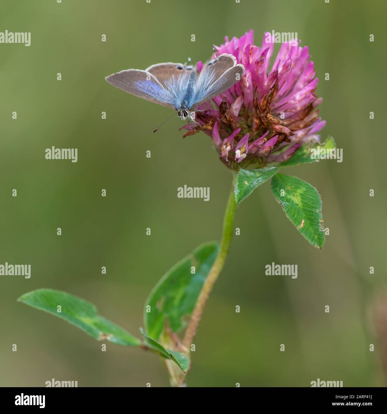 Long-tailed Blue Butterfly on Clover Stock Photo - Alamy