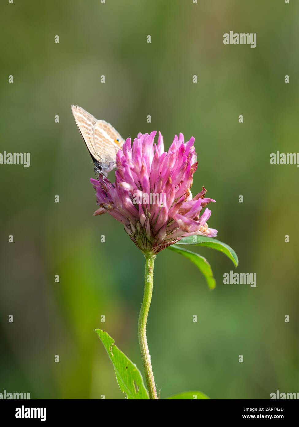 Long-tailed Blue Butterfly on Clover Stock Photo - Alamy