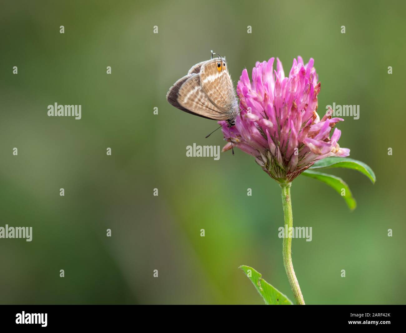 Long-tailed Blue Butterfly on Clover Stock Photo - Alamy