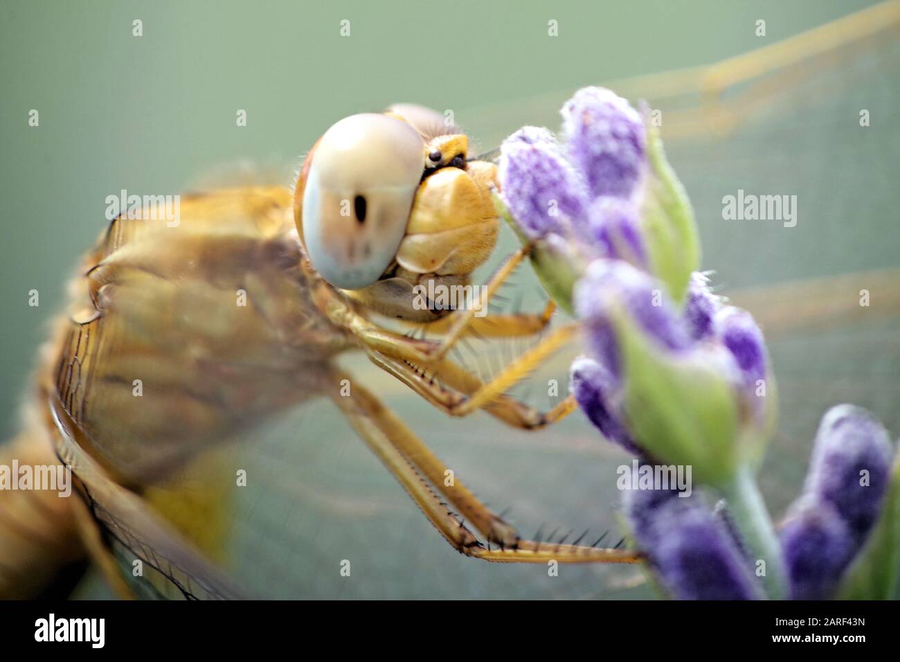 The smiling bug Stock Photo - Alamy