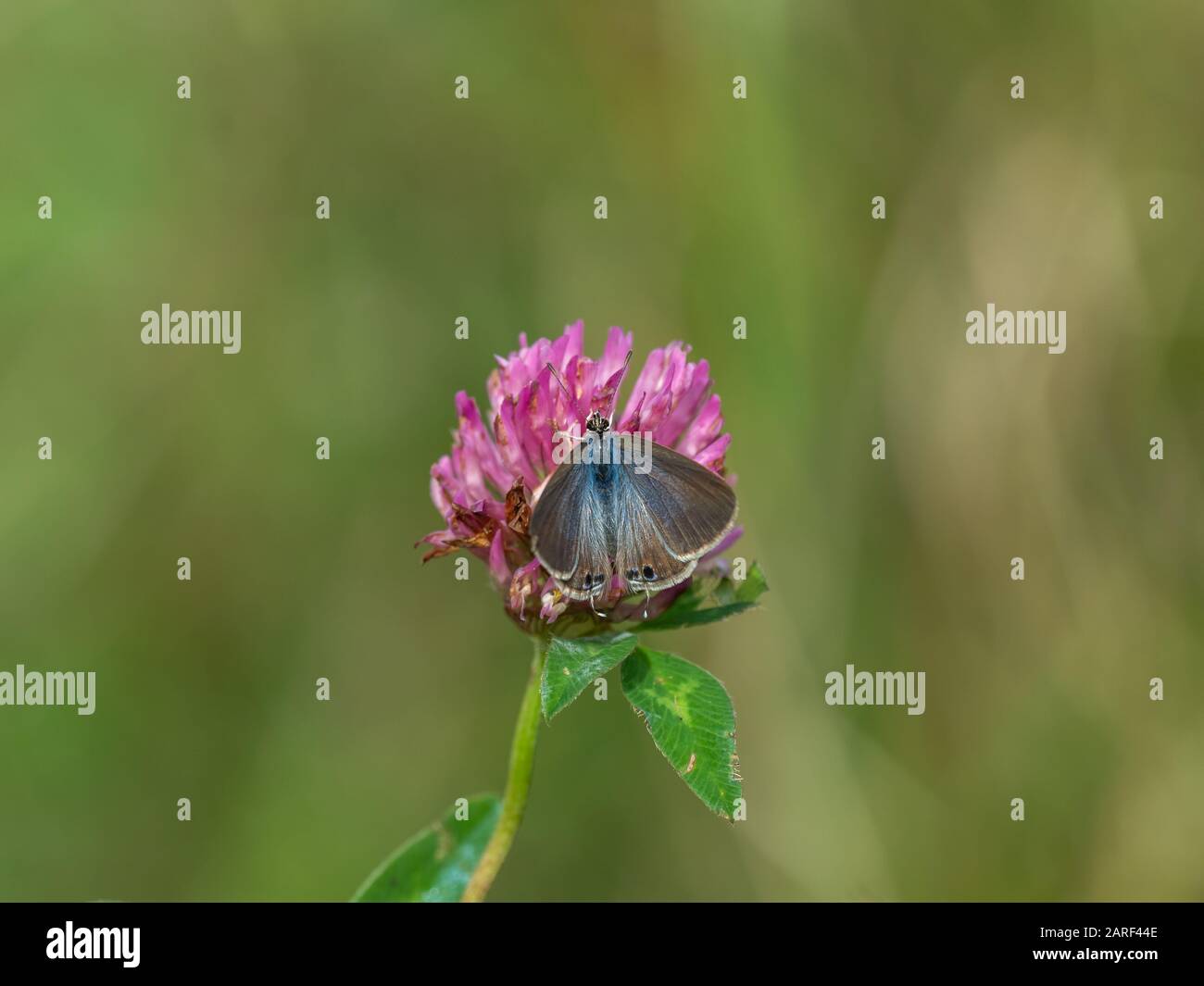 Long-tailed Blue Butterfly on Clover Stock Photo - Alamy