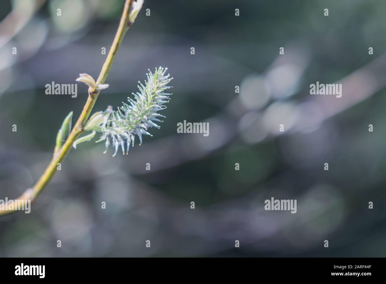 Fluffy bud of a willow close up, macro photo, copy space Stock Photo ...