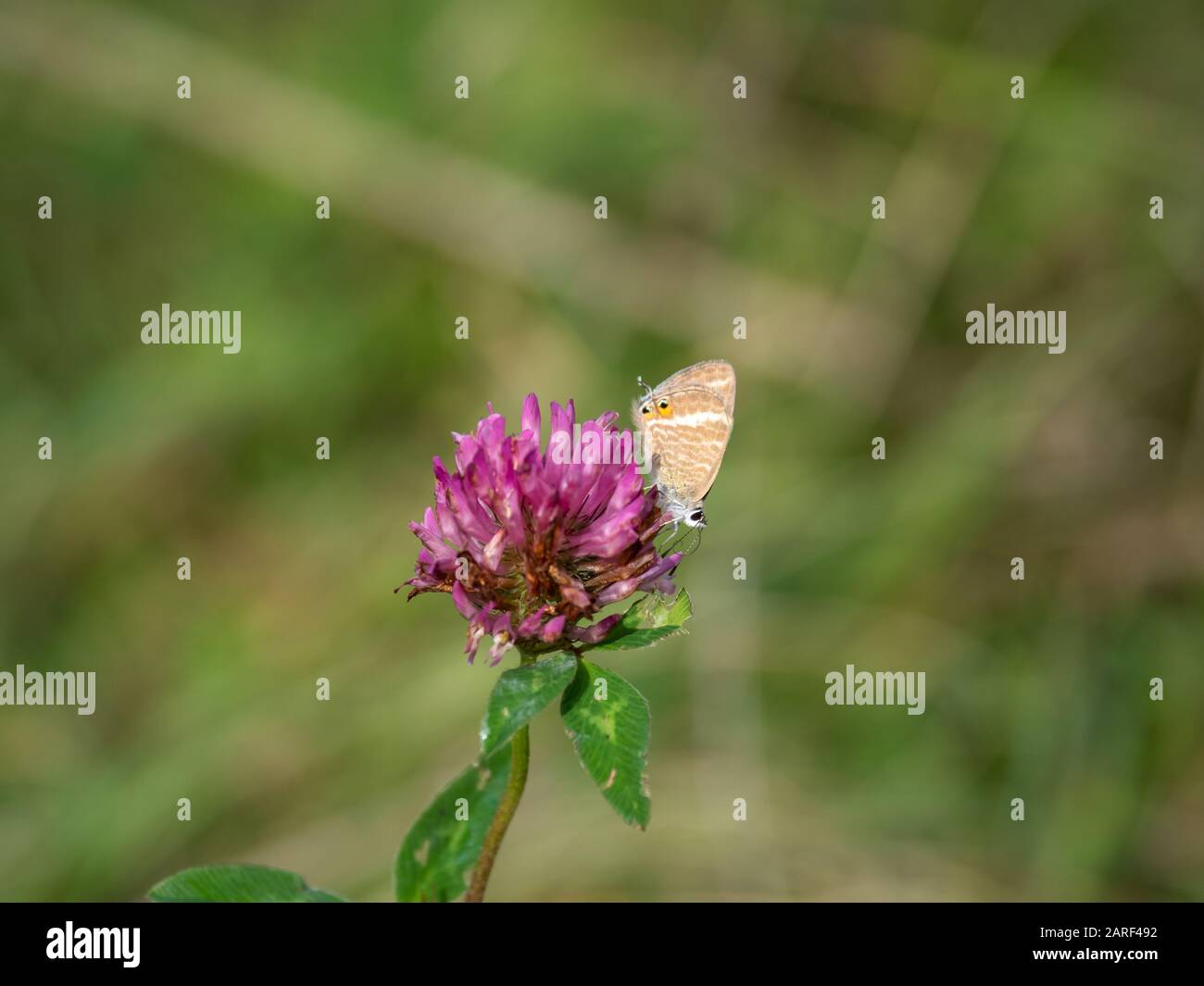 Long-tailed Blue Butterfly on Clover Stock Photo - Alamy