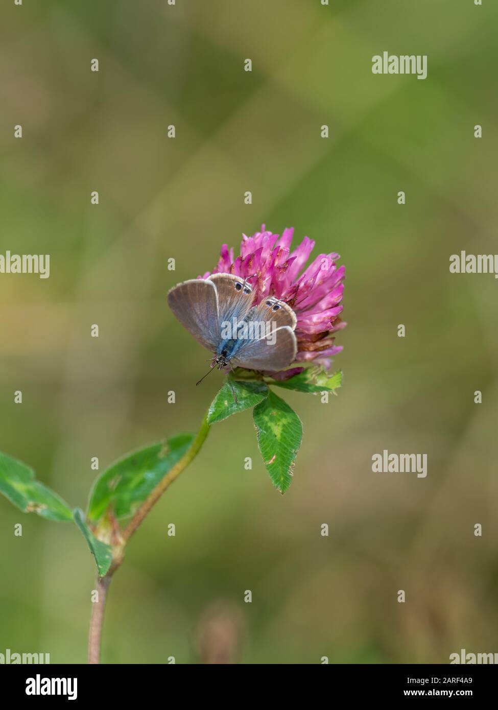 Long-tailed Blue Butterfly on Clover Stock Photo - Alamy
