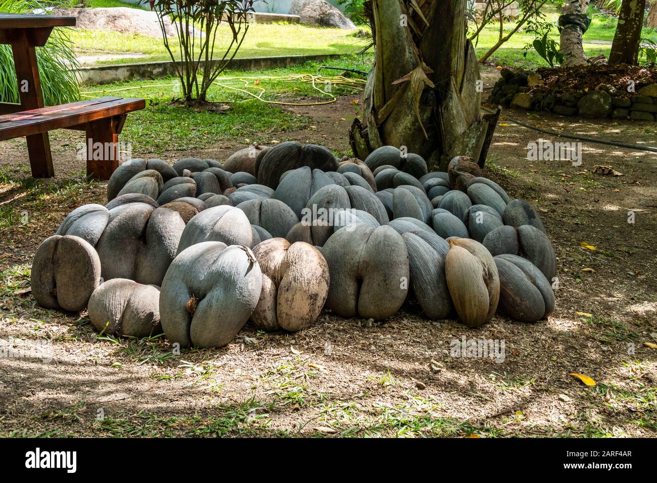 Coco de mer, Lodoicea maldivica growing in Fond Ferdinand park, Praslin ...