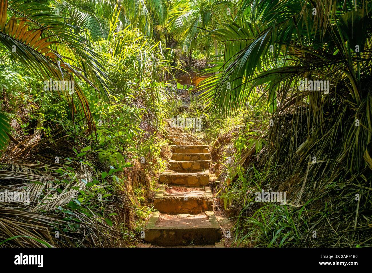 Fond Ferdinand Nature Reserve on Praslin Island, Seychelles Stock Photo ...