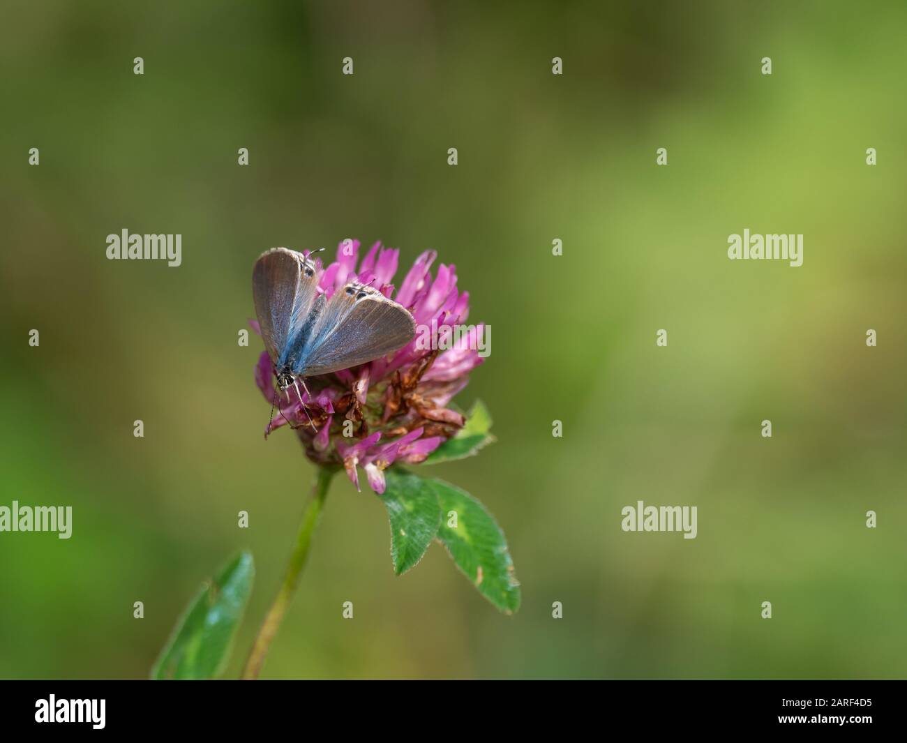 Long-tailed Blue Butterfly on Clover Stock Photo - Alamy
