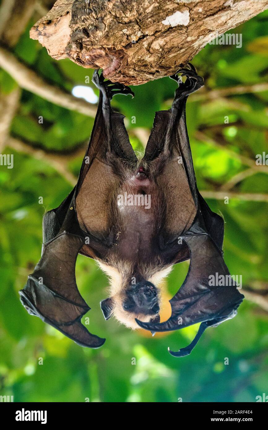 A Seychelles fruit bat or flying fox Pteropus seychellensis hanging ...