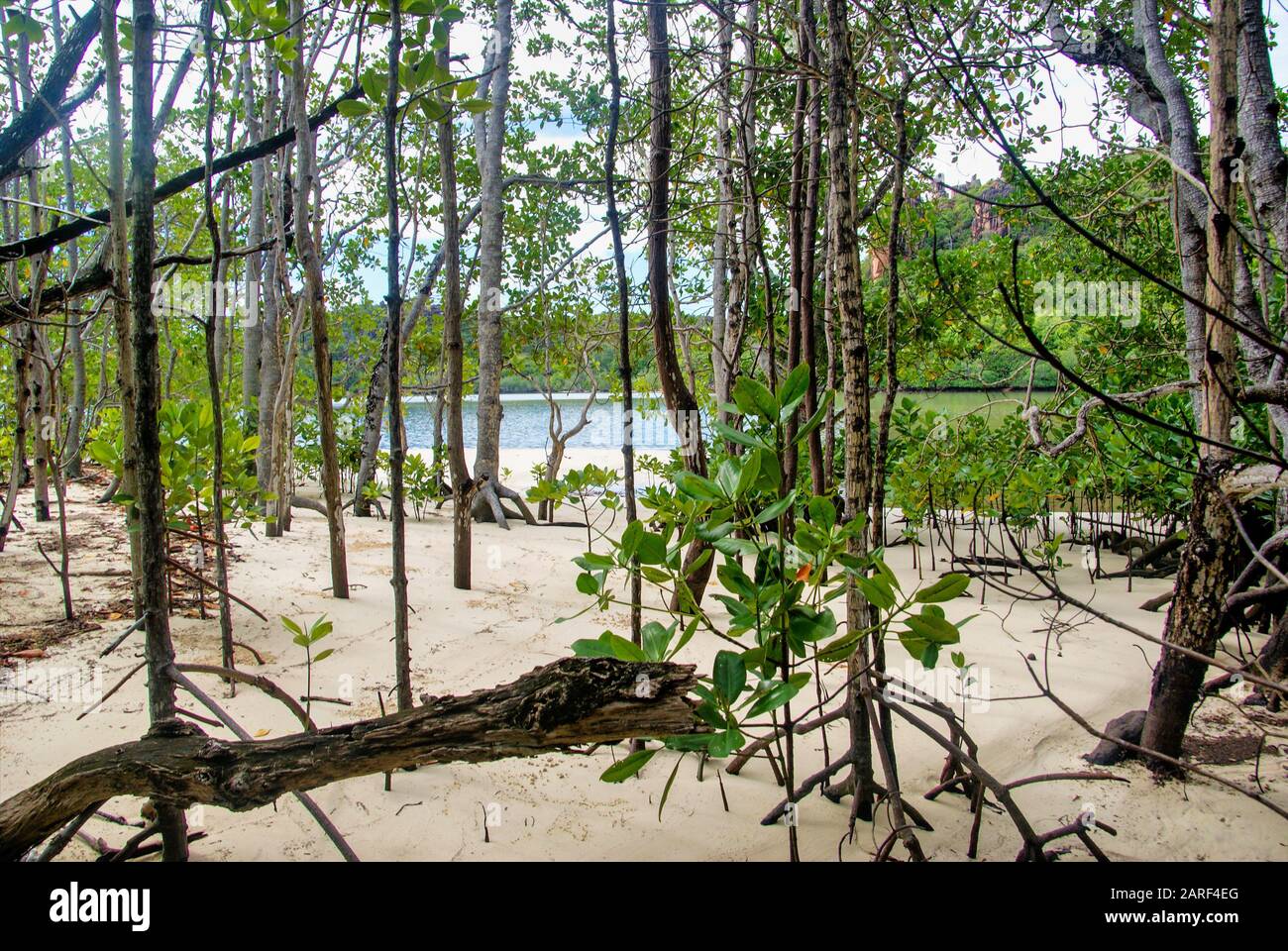 Tropical island Curieuse at Seychelles in the Indian Ocean, Africa ...
