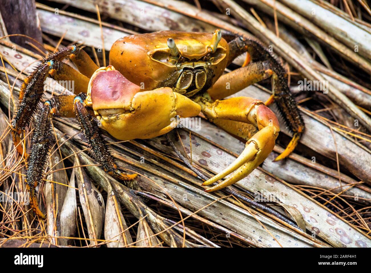 Neosarmatium hi-res stock photography and images - Alamy