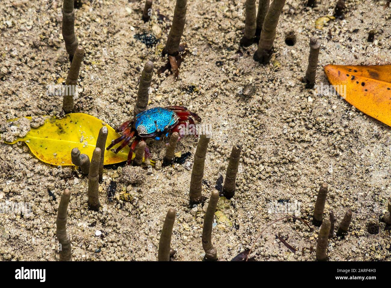 Spider Crab, Neosarmatium meinerti in the mangroves on Curieuse Island ...