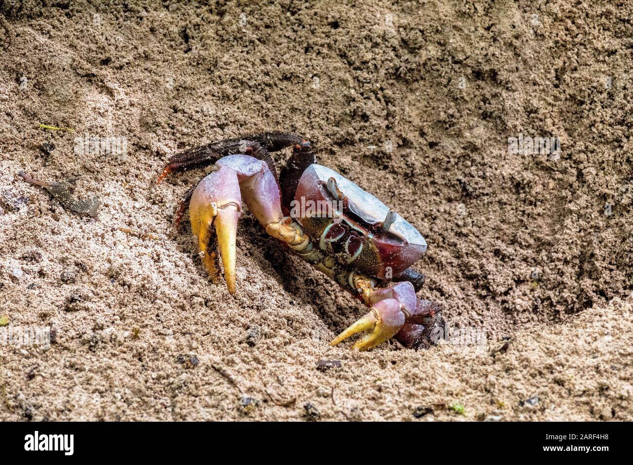 Spider Crab, Neosarmatium meinerti in the mangroves on Curieuse Island ...
