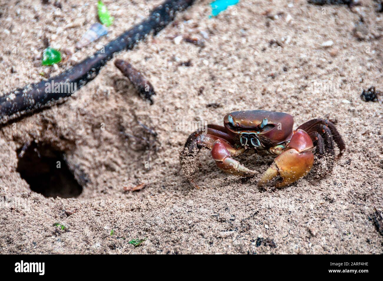 Spider Crab, Neosarmatium meinerti in the mangroves on Curieuse Island ...