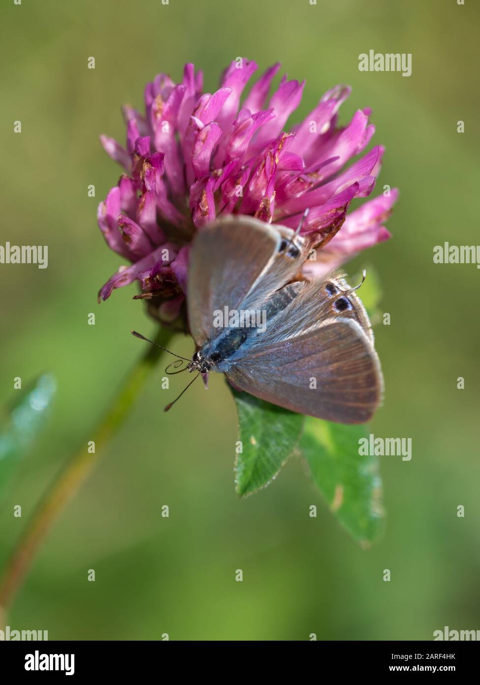 Long-tailed Blue Butterfly on Clover Stock Photo - Alamy