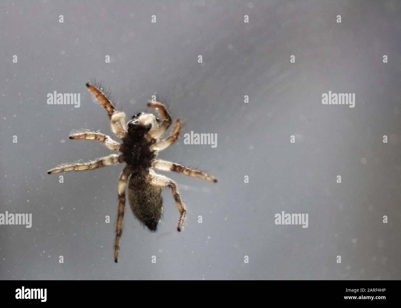 Spider on glass hi-res stock photography and images - Alamy