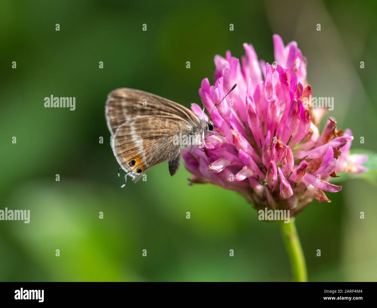 Long-tailed Blue Butterfly on Clover Stock Photo - Alamy